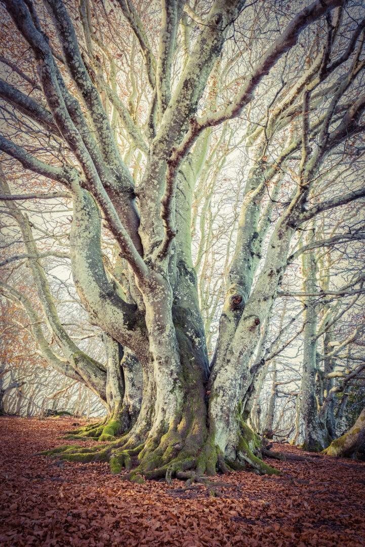 Concours Photo de la ville de Lempdes 2024 - L'arbre - Site d'Objectif ...